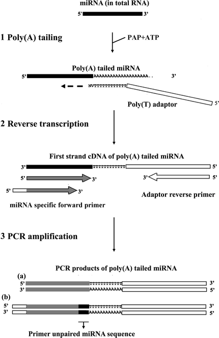 Poly(T) Adaptor RT-PCR | SpringerLink