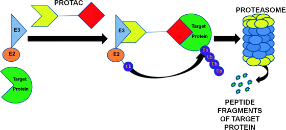 PROTAC-Induced Proteolytic Targeting | SpringerLink