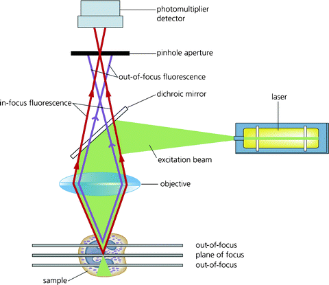 Confocal Microscopy in Plant–Pathogen Interactions | SpringerLink
