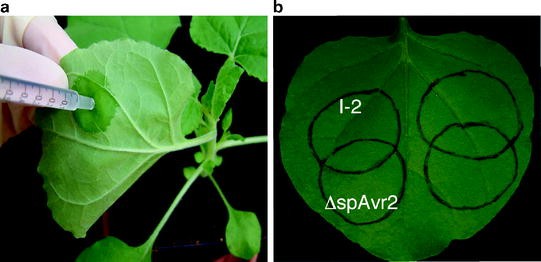 The Use of Agroinfiltration for Transient Expression of Plant ...