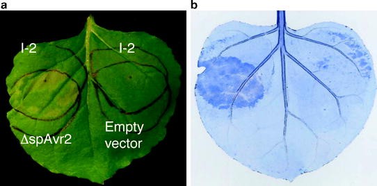 The Use of Agroinfiltration for Transient Expression of Plant ...