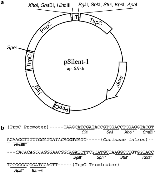 Construction of Hairpin RNA-Expressing Vectors for RNA-Mediated Gene ...