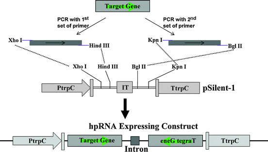 Construction of Hairpin RNA-Expressing Vectors for RNA-Mediated Gene ...