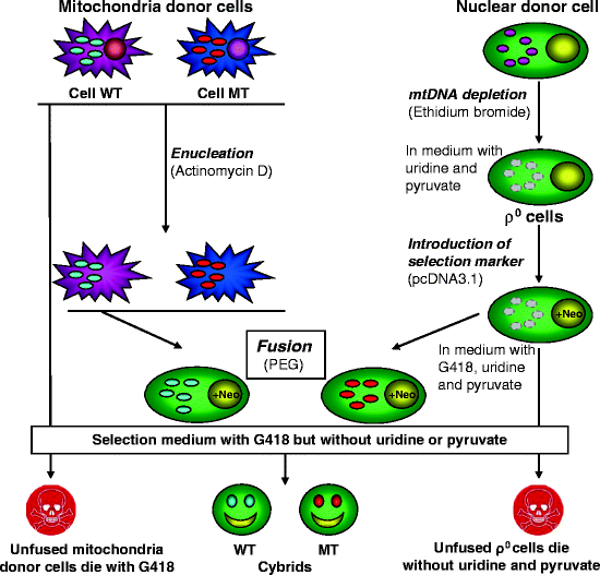 Transmitochondrial Cybrids: Tools for Functional Studies of Mutant ...