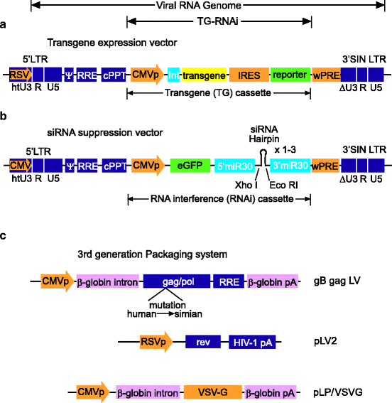 Using Lentiviral Vectors as Delivery Vehicles for Gene Therapy | SpringerLink