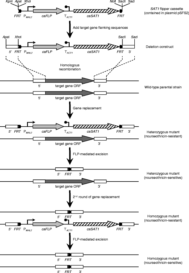 Gene Deletion in Candida albicans Wild-Type Strains Using the SAT1 ...