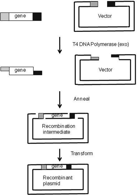 SLIC: A Method for Sequence- and Ligation-Independent Cloning ...