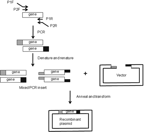 SLIC: A Method for Sequence- and Ligation-Independent Cloning ...