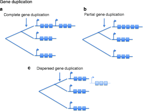 The Origin and Evolution of New Genes | SpringerLink