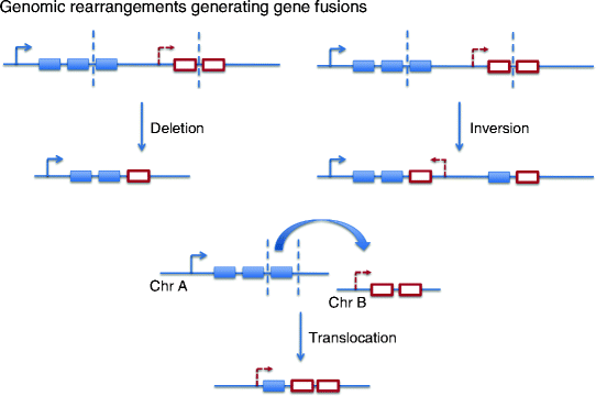 The Origin and Evolution of New Genes | SpringerLink