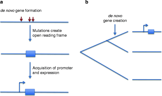 The Origin and Evolution of New Genes | SpringerLink