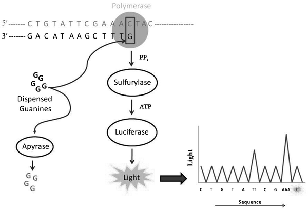 Detection and Analysis of DNA Methylation by Pyrosequencing | SpringerLink