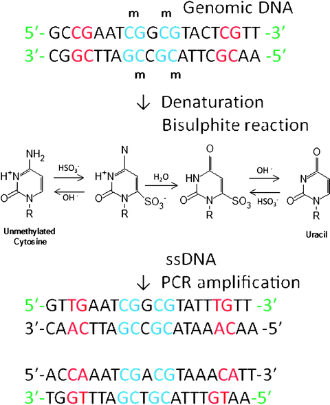 Detection and Analysis of DNA Methylation by Pyrosequencing | SpringerLink