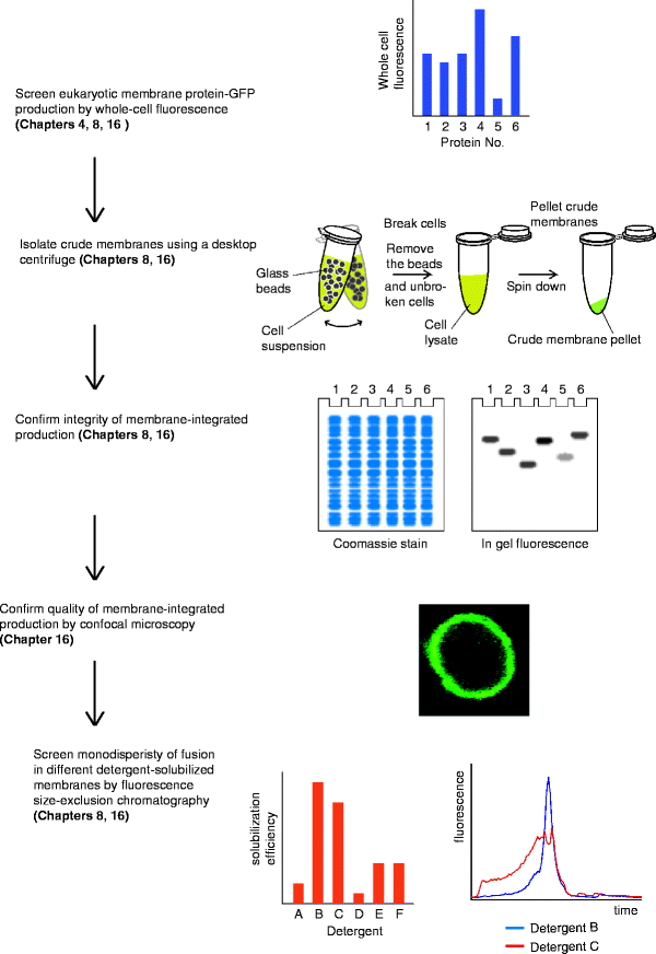Large-Scale Production of Membrane Proteins in Saccharomyces cerevisiae ...
