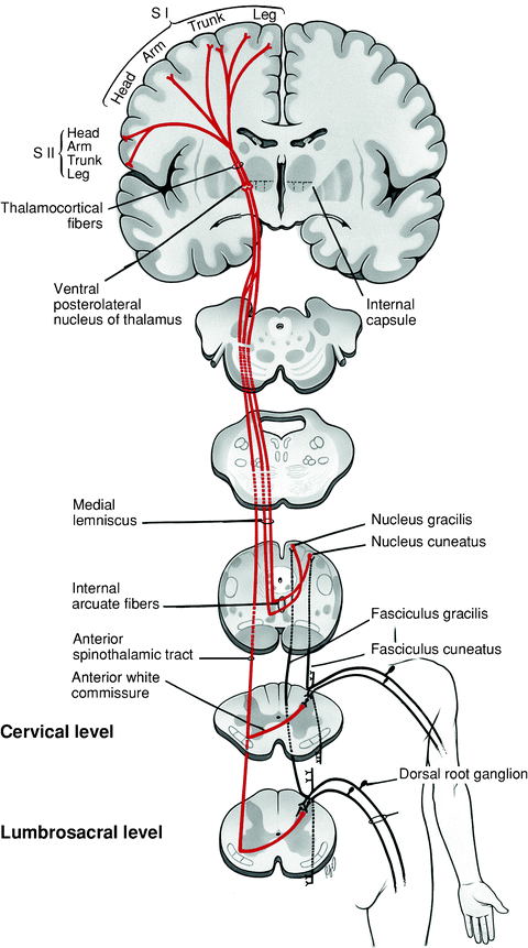 Discriminative General Senses, Crude Touch, and Proprioception ...
