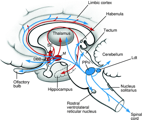 Neurotransmitters as the Chemical Messengers of Certain Circuits and ...