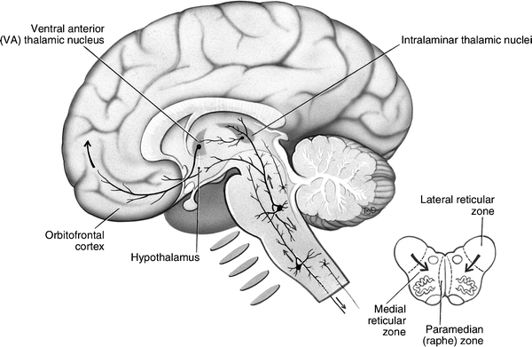 The Reticular Formation and the Limbic System | SpringerLink