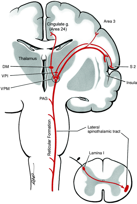 Pain and Temperature | SpringerLink