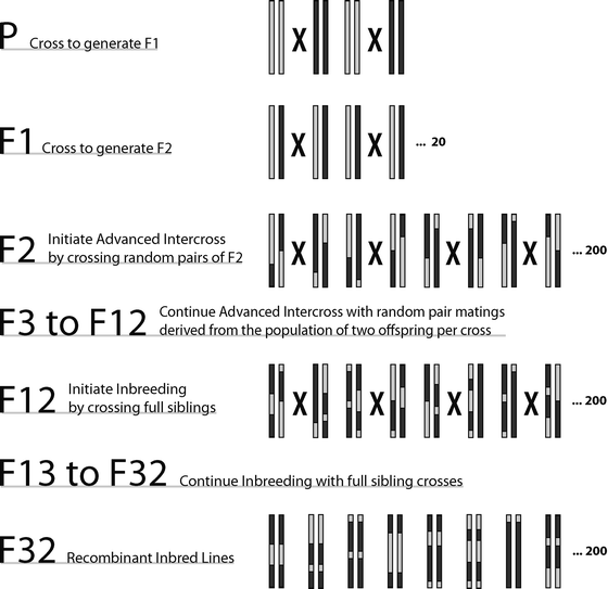 Design and Construction of Recombinant Inbred Lines | SpringerLink