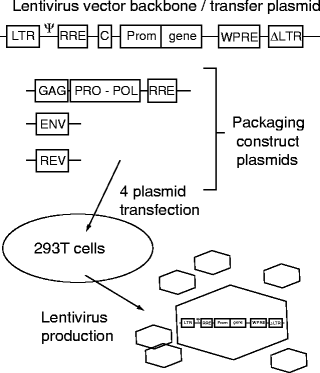 Vector Systems for Prenatal Gene Therapy: Principles of Retrovirus ...