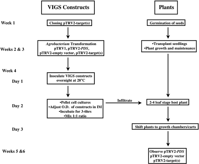 Tobacco Rattle Virus (TRV)-Based Virus-Induced Gene Silencing ...