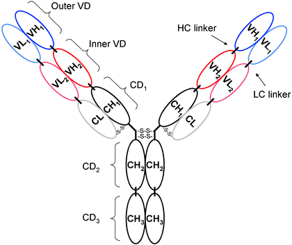 Design and Generation of DVD-Ig™ Molecules for Dual-Specific Targeting ...
