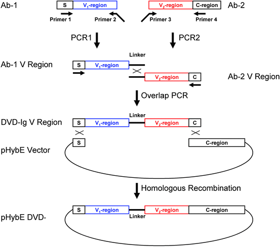 Design and Generation of DVD-Ig™ Molecules for Dual-Specific Targeting ...
