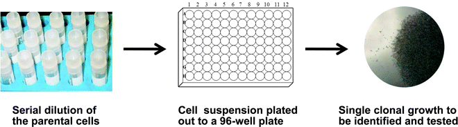 Hybridoma Technology for the Generation of Monoclonal Antibodies ...