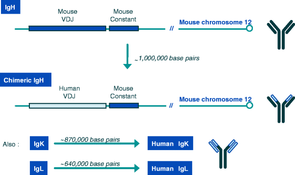 The Application of Transgenic Mice for Therapeutic Antibody Discovery ...
