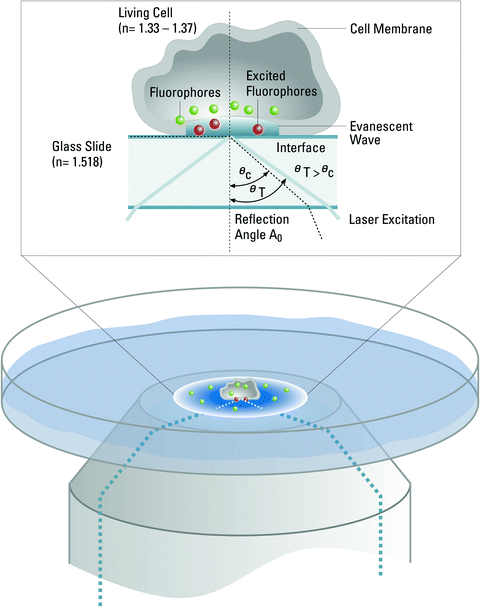 Total Internal Reflection Fluorescence (TIRF) Microscopy for Real-Time ...