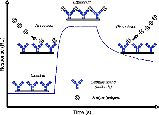 Measuring Antibody–Antigen Binding Kinetics Using Surface Plasmon ...