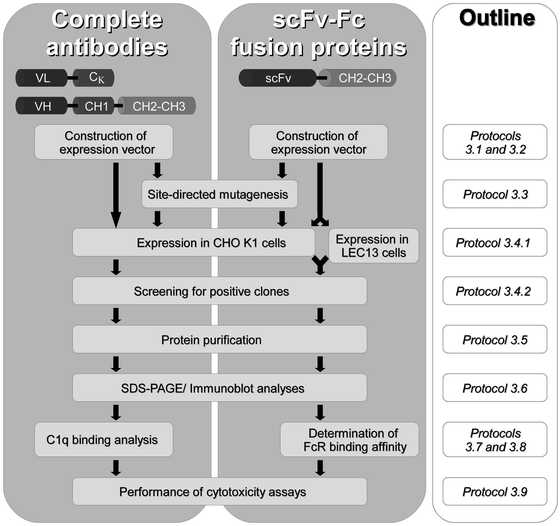 Fc Engineering: Design, Expression, and Functional Characterization of ...