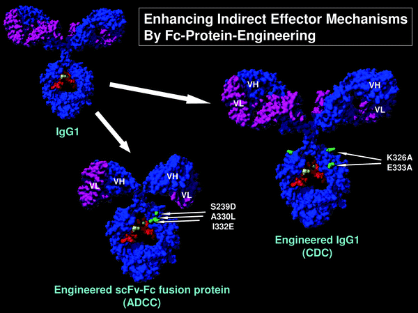 Fc Engineering: Design, Expression, and Functional Characterization of ...
