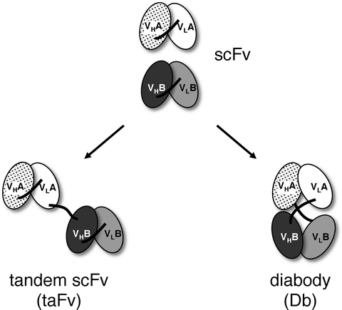 Production of Bispecific Antibodies: Diabodies and Tandem scFv ...