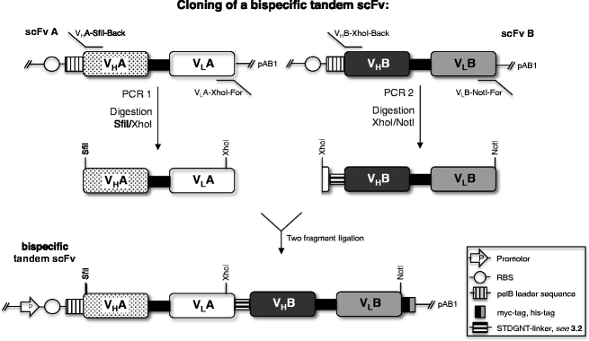 Production of Bispecific Antibodies: Diabodies and Tandem scFv ...