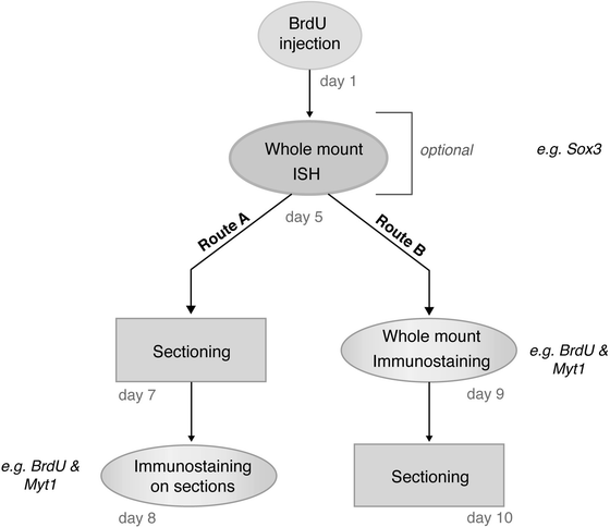 A Bromodeoxyuridine (BrdU) Based Protocol for Characterizing ...
