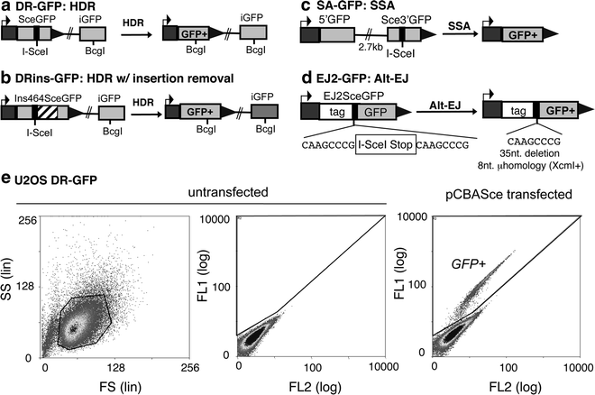 I-SceI-Based Assays to Examine Distinct Repair Outcomes of Mammalian ...