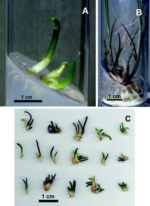 Micropropagation and Cryopreservation of Garlic (Allium sativum L ...