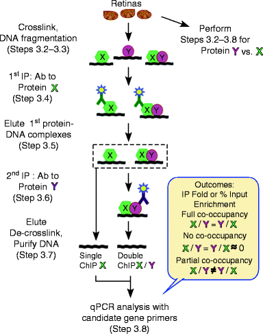 Double Chromatin Immunoprecipitation: Analysis of Target Co-occupancy ...