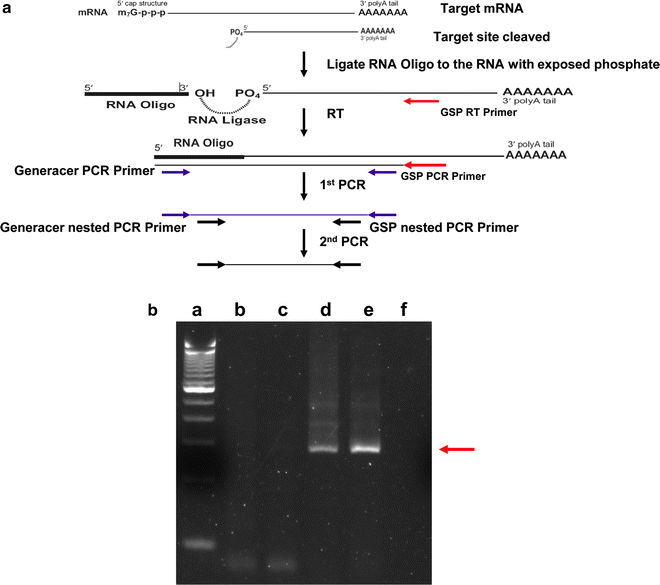 Bifunctional Short Hairpin RNA (bi-shRNA): Design and Pathway to ...