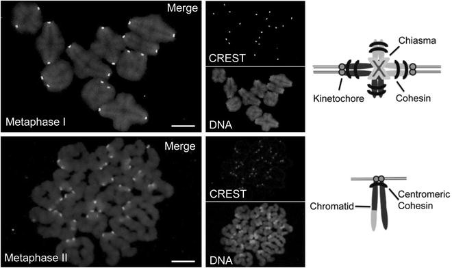 Chromosome Spreads with Centromere Staining in Mouse Oocytes | SpringerLink