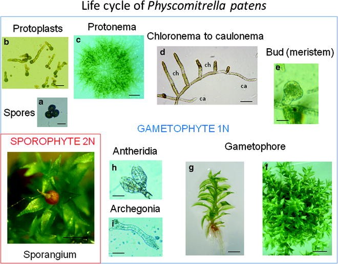 Usefulness of Physcomitrella patens for Studying Plant Organogenesis ...