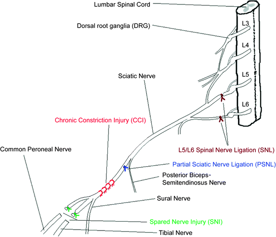 Animal Models of Neuropathic Pain Due to Nerve Injury | SpringerLink