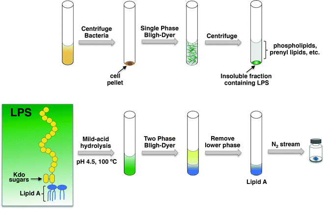 The Outer Membrane of Gram-Negative Bacteria: Lipid A Isolation and ...