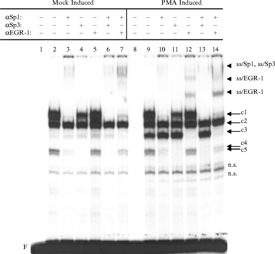 Electrophoretic Mobility-Shift and Super-Shift Assays for Studies and ...