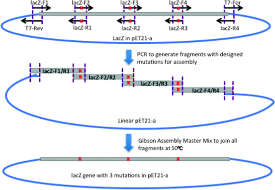 Protein Engineering: Single or Multiple Site-Directed Mutagenesis ...