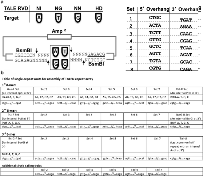 TAL Effector Nuclease (TALEN) Engineering | SpringerLink
