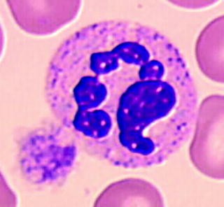 Platelet Morphology Analysis | SpringerLink