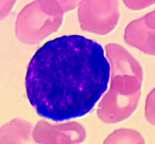 Platelet Morphology Analysis | SpringerLink
