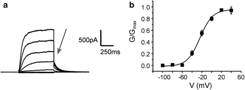 Perforated Whole-Cell Patch-Clamp Recording | SpringerLink